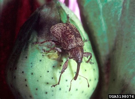 Boll Weevil Anthonomus Grandis Boheman 1843