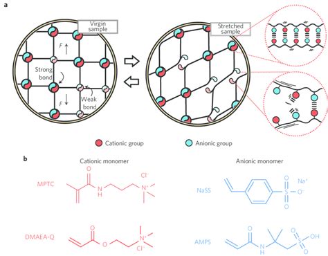 Schematics Of Physical Hydrogels Composed Of Polyampholytes A An