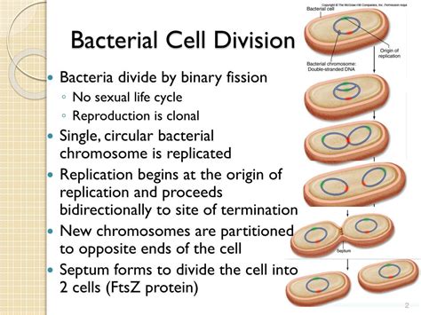 PPT How Cells Divide PowerPoint Presentation Free Download ID 5644250