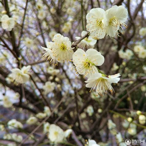 油坝梅花绽放立枝头 暗香四溢惹人醉 今日潜山 潜山网 潜山论坛 生活在潜山爱上潜山网 Powered by Discuz