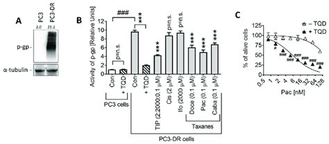 P Gp Expression And Activity A P Gp Expression In Pc3 And Pc3 Dr Download Scientific