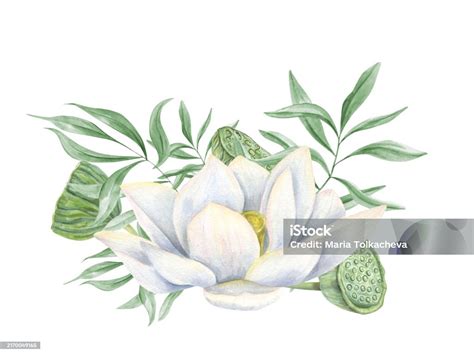 씨앗 머리를 가진 백색 Nymphaea 꽃 녹색 잎 흰색에 수채화 고립 된 사실적인 그림 수련과 유칼립투스 가지 핸드 페인팅 구성 결혼식 인사말 포스터 수련속에 대한 스톡