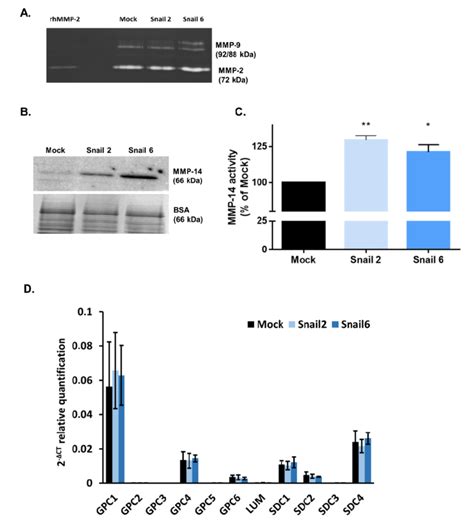 Effect Of Snail On Matrix Metalloproteinase Mmp 2 9 And 14