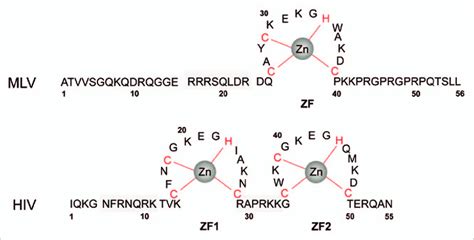 Hiv 1 And Mlv Nucleocapsid Proteins The Nc Domain Is Located At The