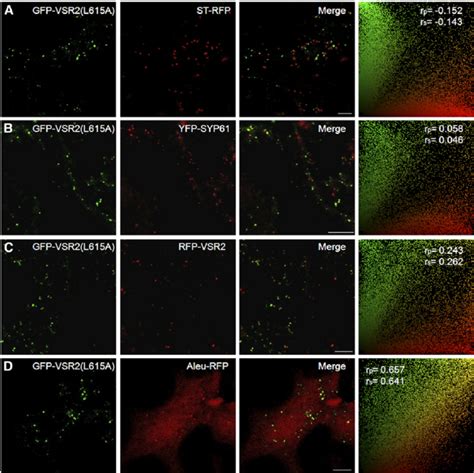 Correlation Colocalization Analysis For Gfp Vsr2l615a With Known Download Scientific Diagram