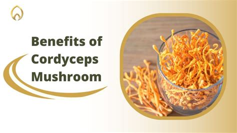Unveiling The Health Benefits Of Cordyceps Mushrooms