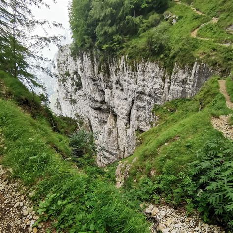 Litter On Forest Floor Kaggle