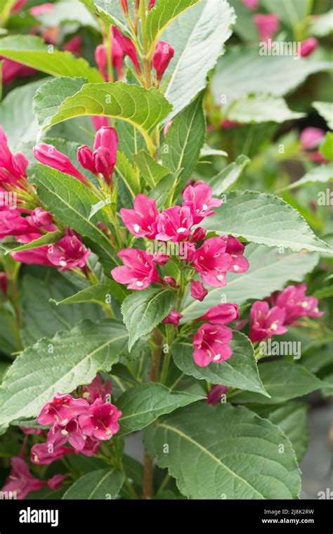 Weigela big love hi-res stock photography and images - Alamy