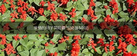 亲情的句子简短霸气 必备50句