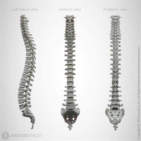 Spine Encyclopedia Anatomy App Learn Anatomy 3d Models