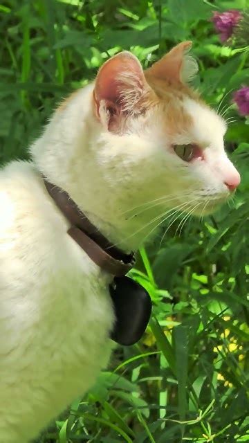 전에 살던 마을에서 이사오면서 함께 데려온 흰자 Youtube