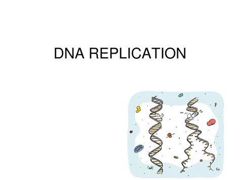 PPT DNA REPLICATION PowerPoint Presentation Free Download ID 1418059
