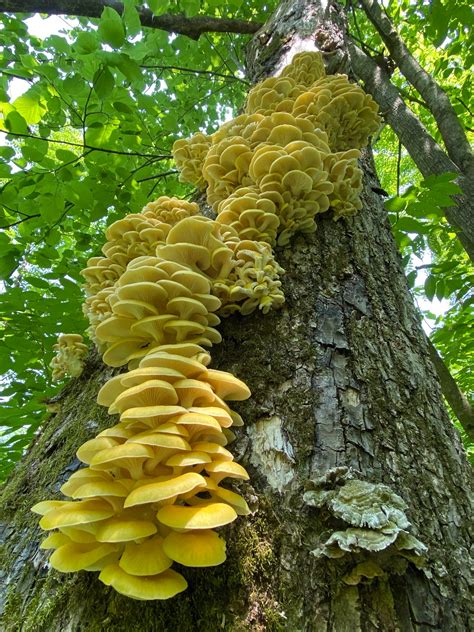 Golden Oyster Mushrooms Escaped Captivity Now Theyre Spreading