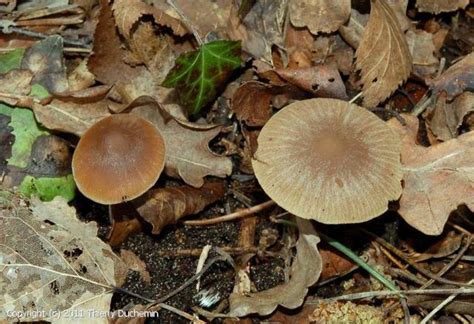 MycoDB Photos De Champignons Psathyrella Spadiceogrisea