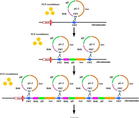 Outline Of The Chromosomal Integration Of Gene S With Multiple Copies
