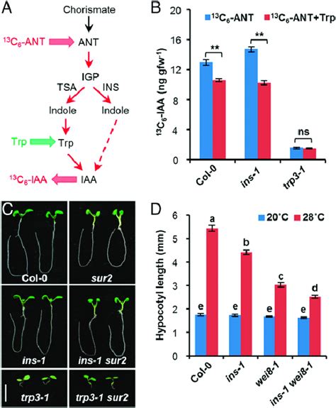 Ins Is A Key Component In The Trp Independent Iaa Biosynthetic Pathway
