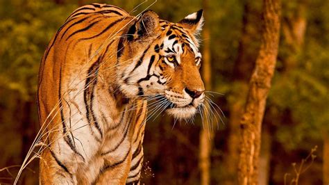 International Tigers Day इन नेशनल पार्क में करीब से देख सकेंगे बाघ