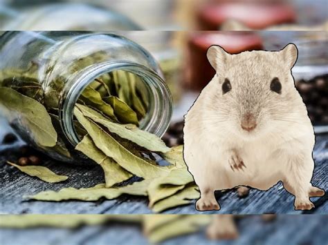 Home Remedies For Rats Out Of House Chuhe Bhagane Ke Upay Chuho Ka