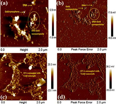 Bjnano Selective Detection Of Mg2 Ions Via Enhanced Fluorescence Emission Using Audna