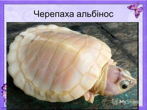 Презентация на тему Основні процеси життєдіяльності тварин Урок 3