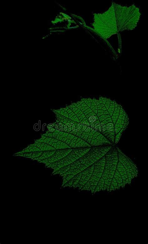 Beautiful Entertainment Garden Green Leaf Background Wallpaper And