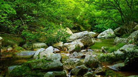 치유의 숲 풍경 평화로운 시냇물 소리새들의 노래 Youtube