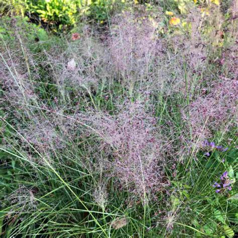 Pink Muhlygrass Muhlenbergia Capillaris
