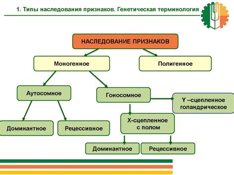 Наследование признаков при моно и полигибридном скрещивании Законы Г И Менделя презентация