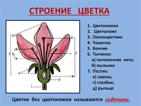 Цветок Строение цветка презентация онлайн