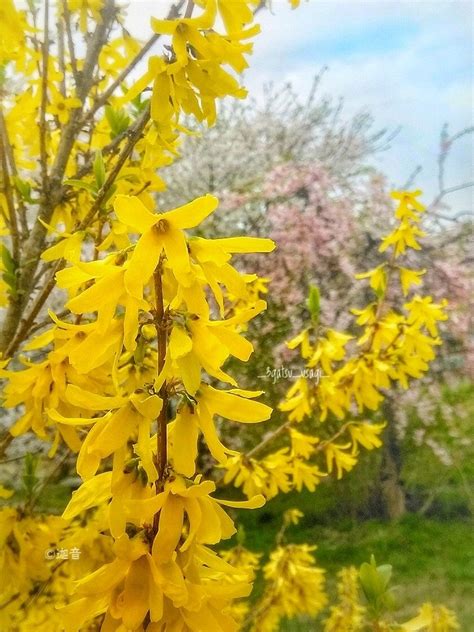 迦音 プロフお読み下さい on Twitter 2月12日 日 お早うございます 212の花レンギョウ