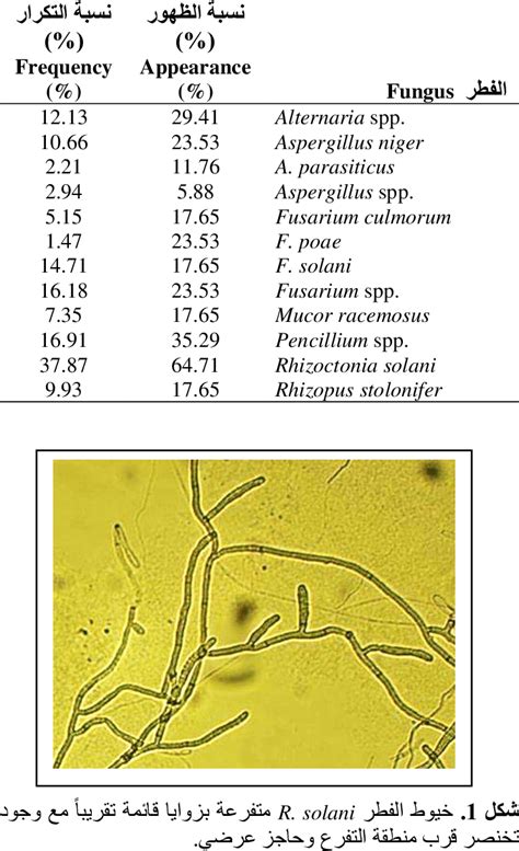 Fungi Associated With Cowpea Root Rot Disease Download Scientific