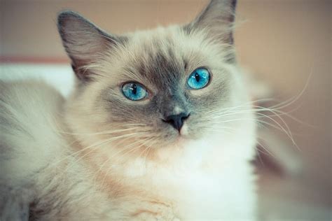 Hd Wallpaper Greens Cat Grass Nature Pose Garden White Blue