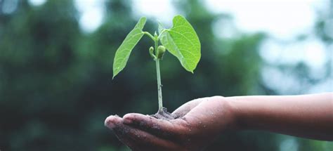 Cultivating A Growth Mindset Masterful Strategies For Personal Growth Solitude