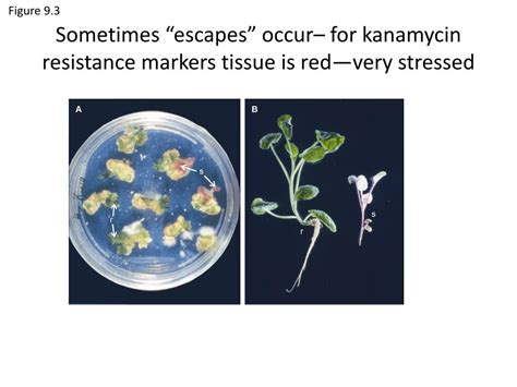 Ppt Lecture Chapter Analysis Of Transgenic Plants Part I