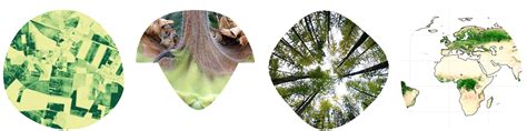 The Ultimate Guide To Leaf Area Index