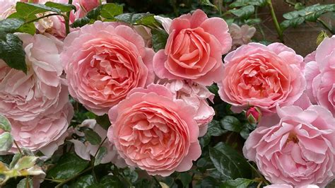 Strawberry Hill Rose David Austin Rose Nd Year End Of St Flush