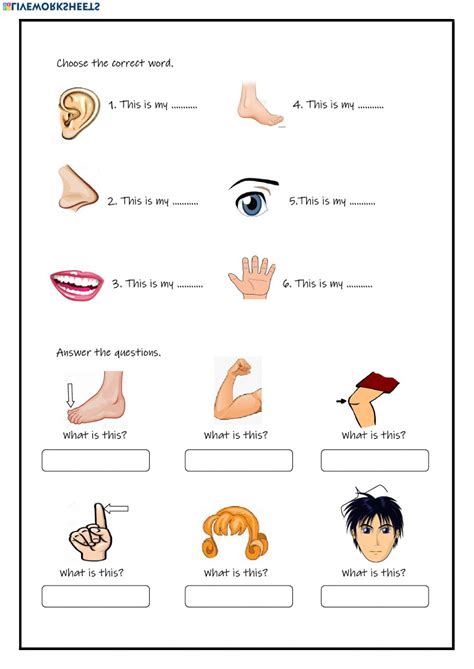 Partes Do Corpo Em Inglês Exercícios EPNEDU