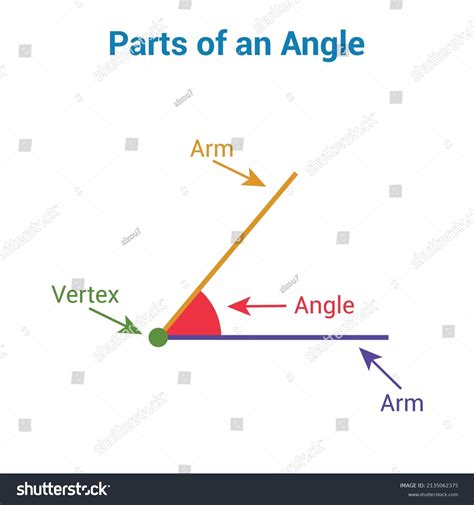 Vertex Of An Angle In Nature