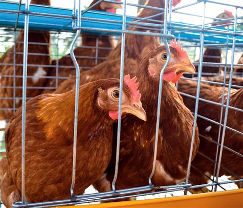Potential Solutions To The Fatty Liver Hemorrhagic Syndrome In Laying Hens