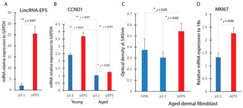 LincRNA EPS Promotes Proliferation Of Aged Dermal Fibroblast By Inducing CCND1