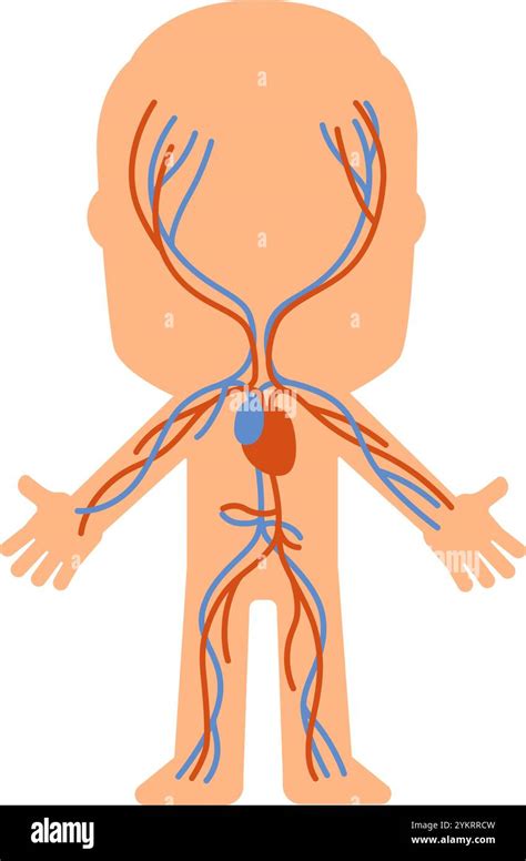 Simplified Diagram Of The Human Circulatory System Highlighting Veins And Arteries Providing A