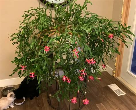 Can Cactus Grow Indoors What To Know Citycacti