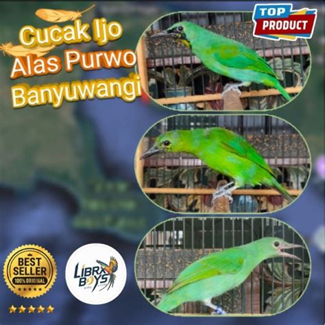 Jual Cucak Ijo Jantan Banyuwangi Alas Purwo Bebeciu Trotolan Nopeng Ph Kuningan Shopee Indonesia