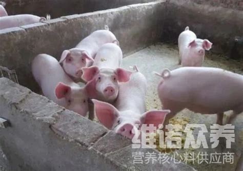 猪每天吃多少饲料表仔猪饲料配方详细 知乎