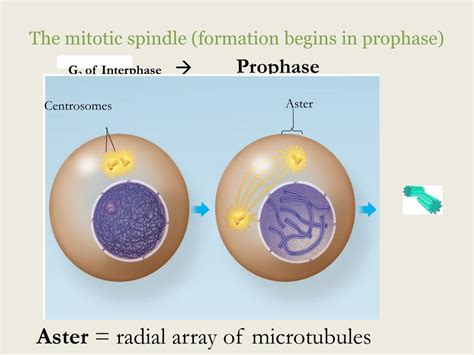 Ppt The Cell Cycle Powerpoint Presentation Free Download Id6531035