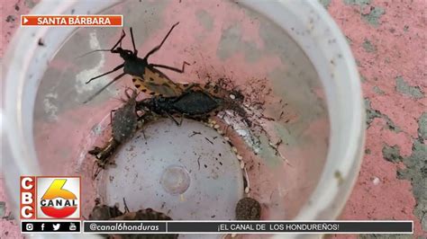 Alerta Sanitaria En Ceguaca Por Chinche Picuda Youtube