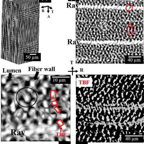 3D And 2D CT Images Of The Microstructure Of Eucalyptus Nitens Wood In