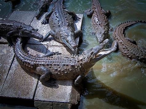 Cuban Crocodile By Jdmphotography Redbubble