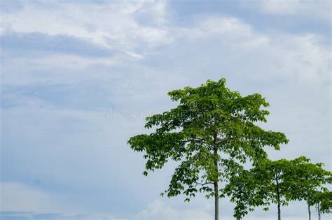 Landscape Trees Negative Space Sky Background Stock Image Image Of