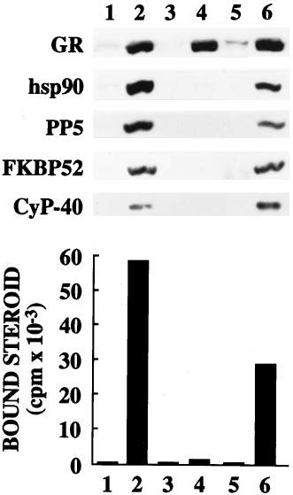 Rabbit Reticulocyte Lysate Reconstitutes Grhsp90 Complexes Containing